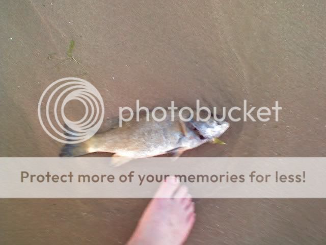 Dead bass - Fishing Forum - Niagara Fishing Forum