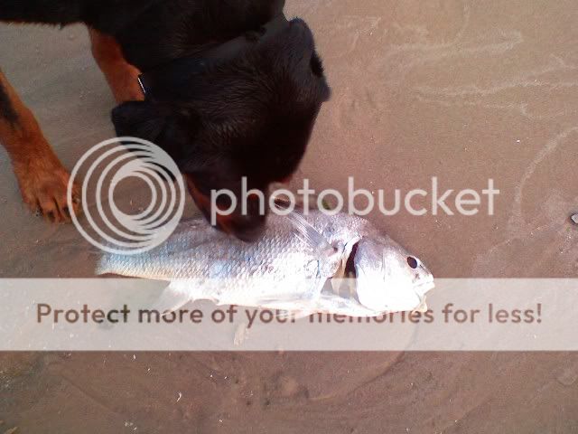 Dead bass - Fishing Forum - Niagara Fishing Forum