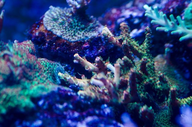 Sunset acropora millepora | Reef2Reef